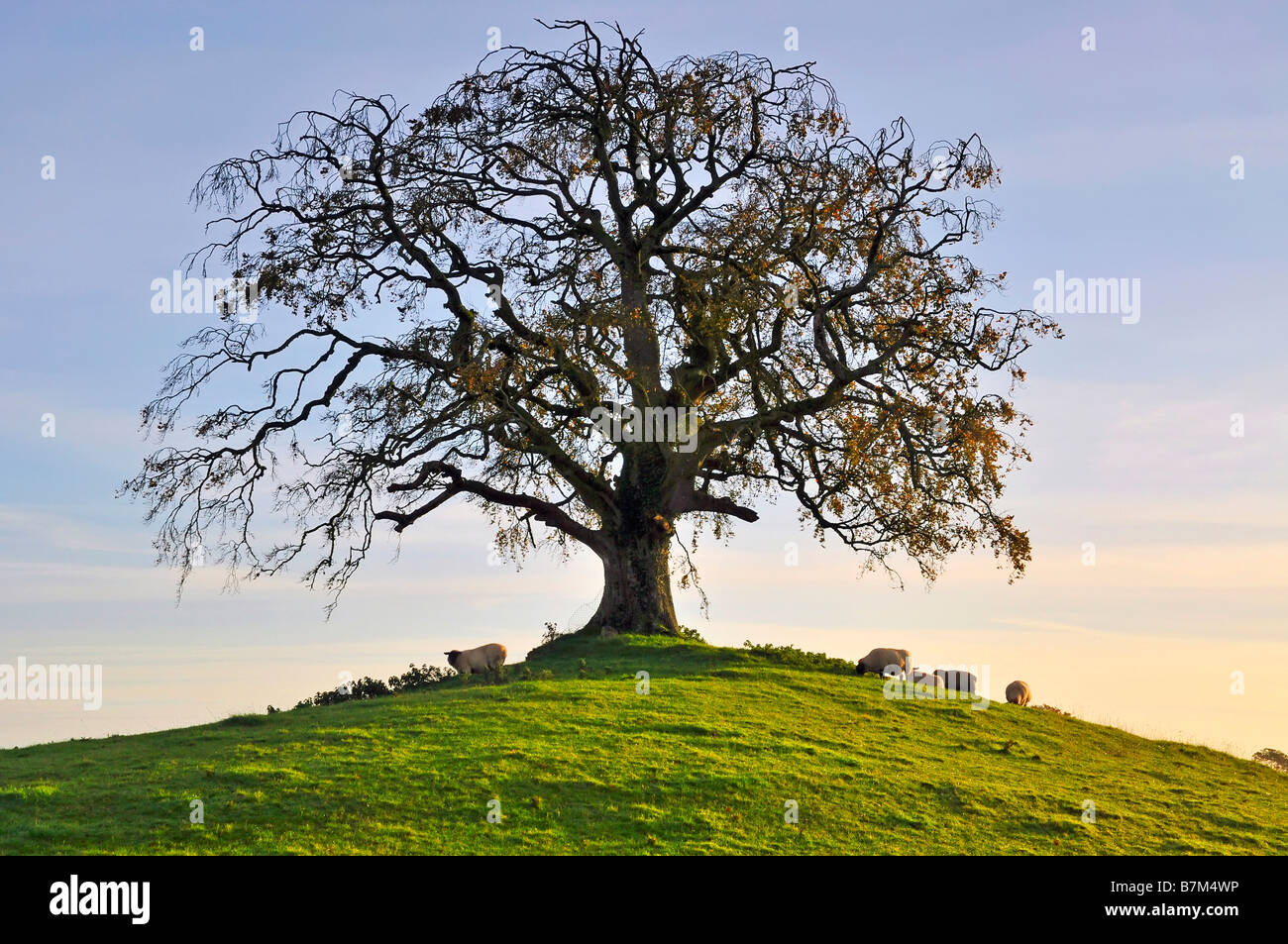 typical Irish landscape scene from Co Westmeath Ireland showing ...