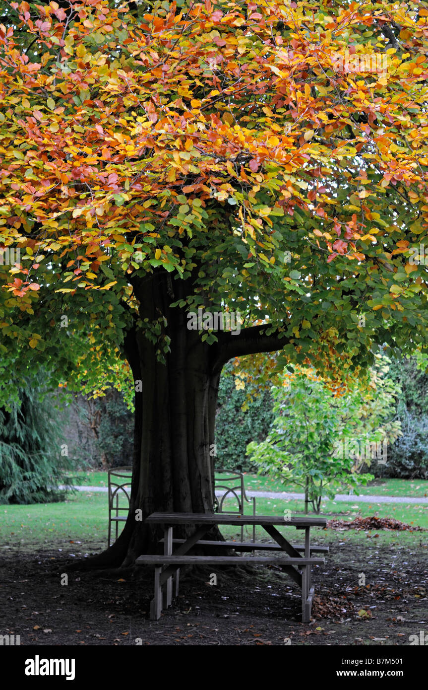 Seating under a tree hi-res stock photography and images - Alamy
