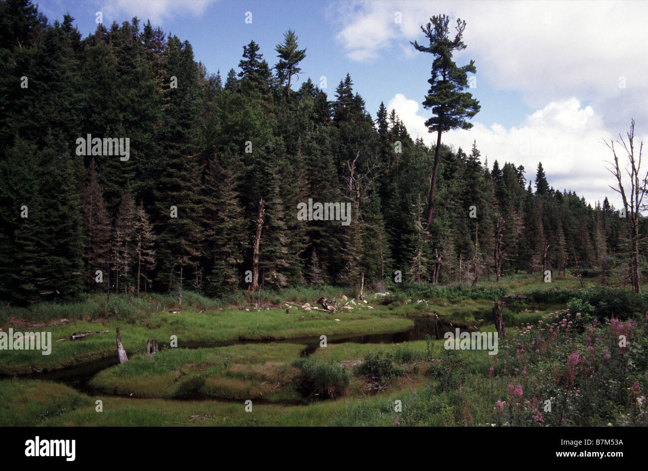 Peat-moss swamp, Québec, Canada Stock Photo - Alamy