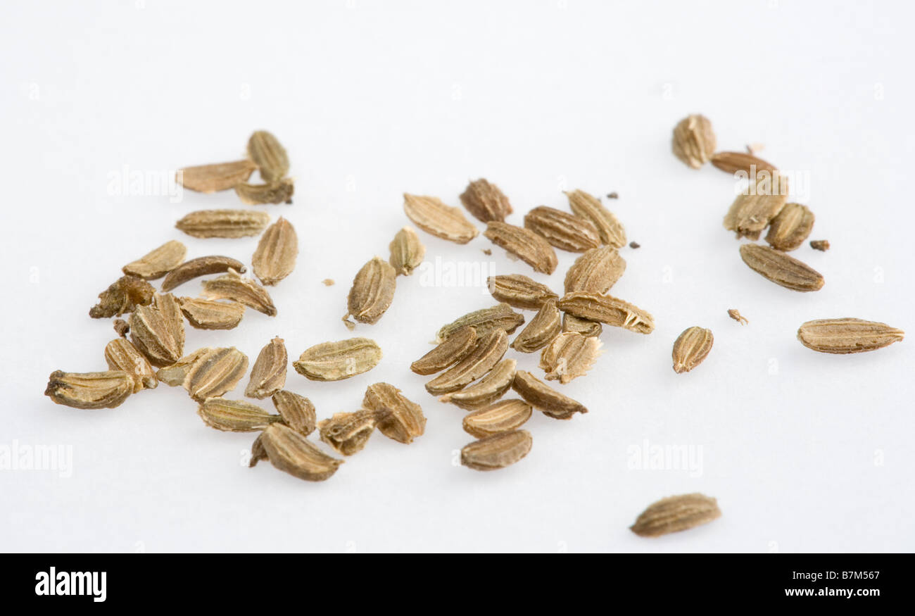 Michael seeds hi-res stock photography and images - Alamy
