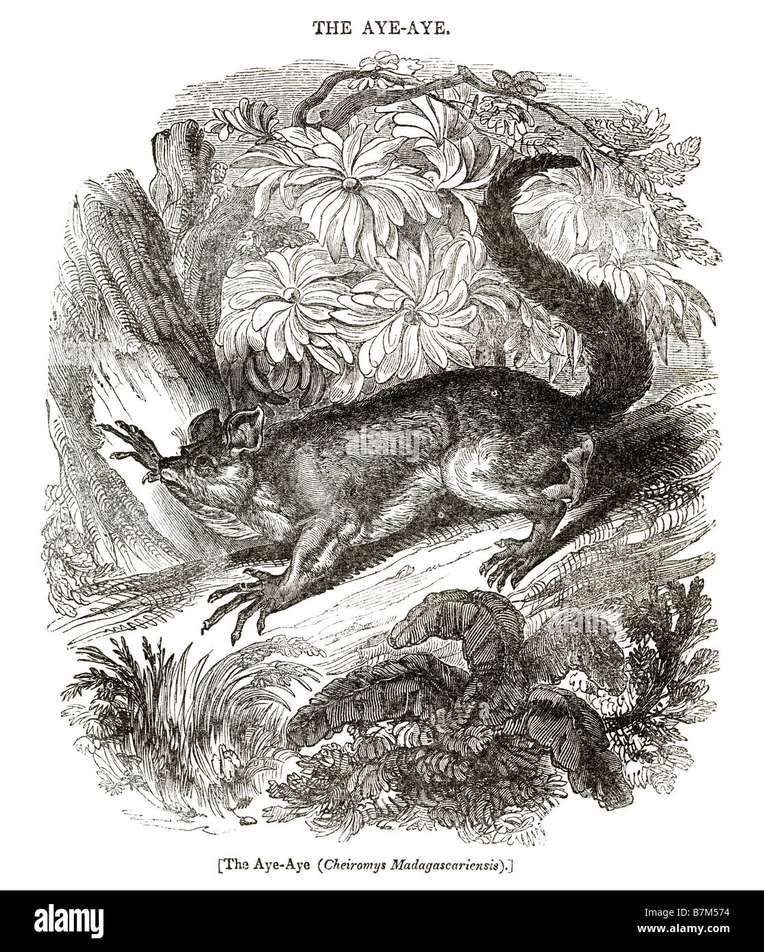 Aye aye finger hi-res stock photography and images - Alamy