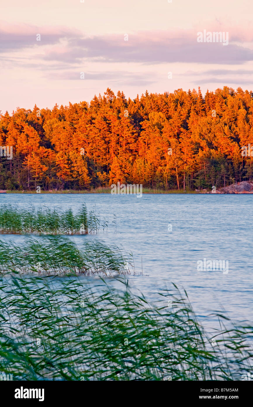 SWEDEN STOCKHOLM ARCHIPELAGO LANDSCAPE WITH FOREST AND WATER Stock ...