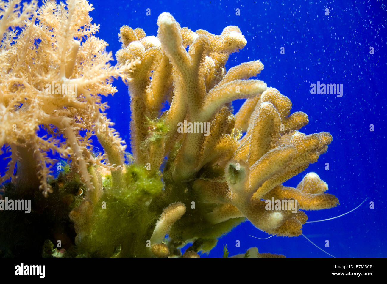 Underwater sea life yellow hi-res stock photography and images - Alamy