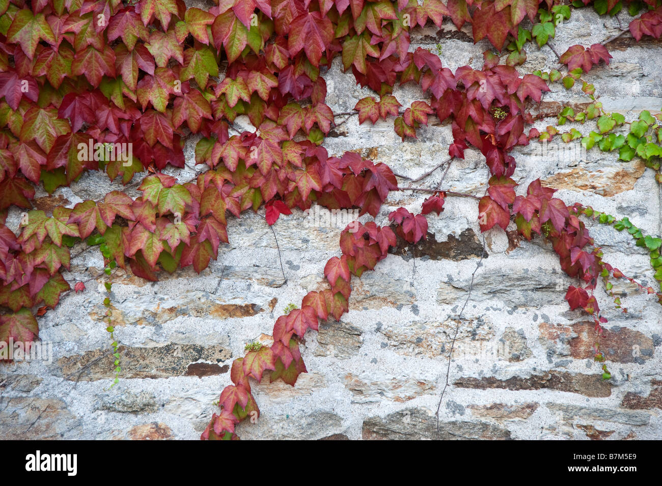 Ivy growing on a wall La Roche Bernard village Stock Photo - Alamy