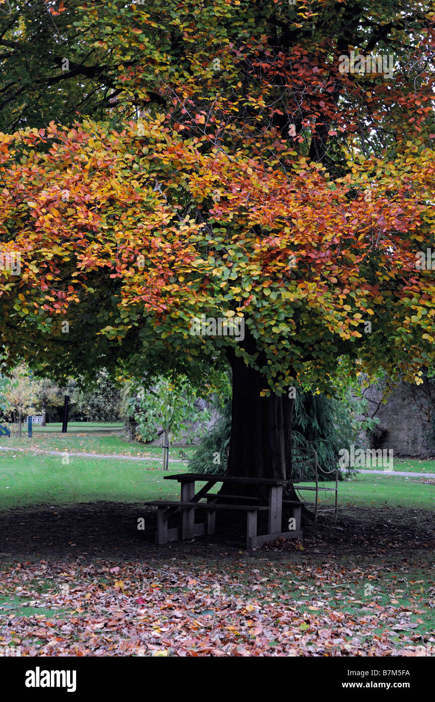 Seating under a tree hi-res stock photography and images - Alamy