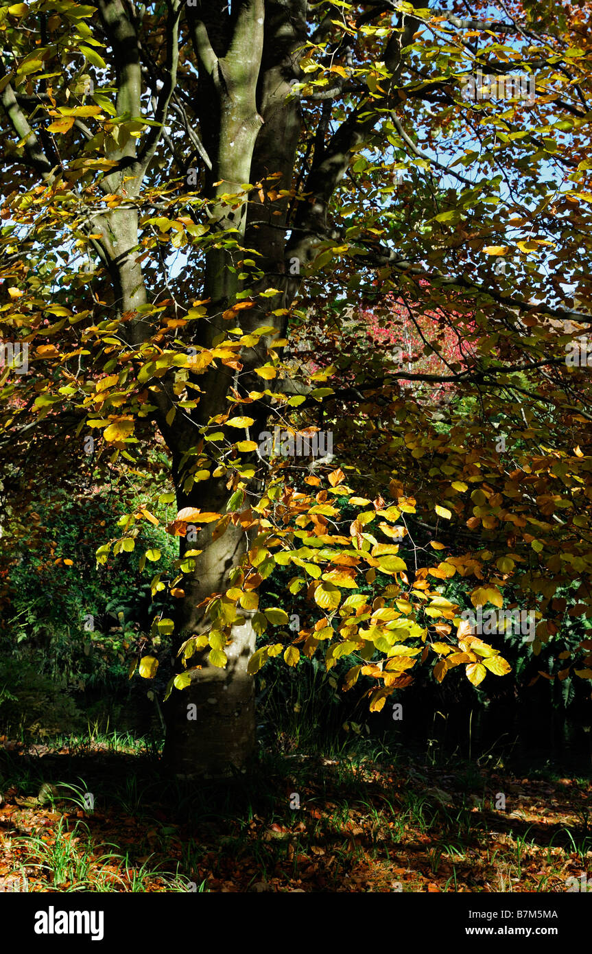 golden brown colored beech tree leaves autumn contrast dark light shade ...
