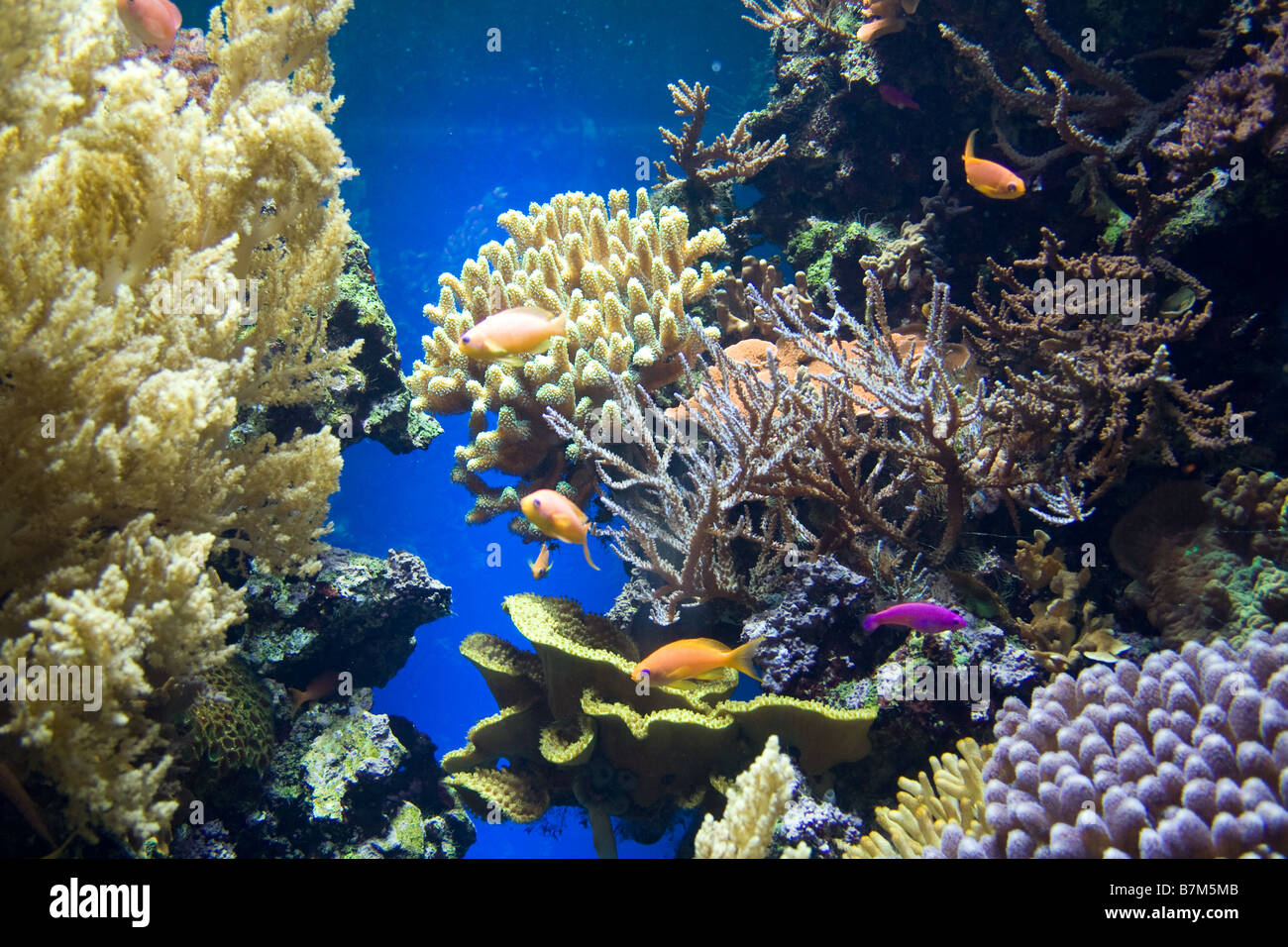 Sea fish life hi-res stock photography and images - Alamy