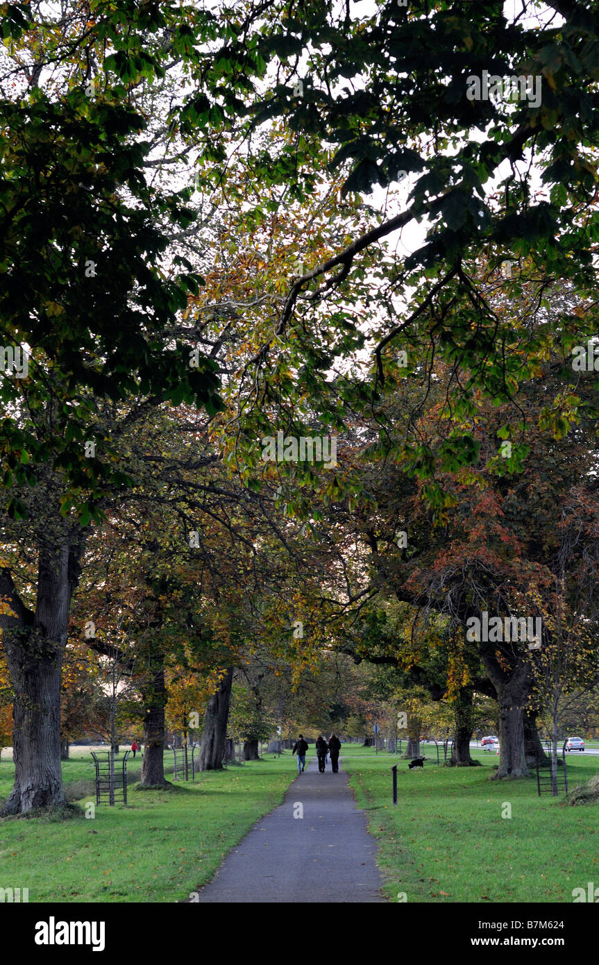 Phoenix Park Dublin Ireland Avenue path walk walkway Horse Chestnut ...
