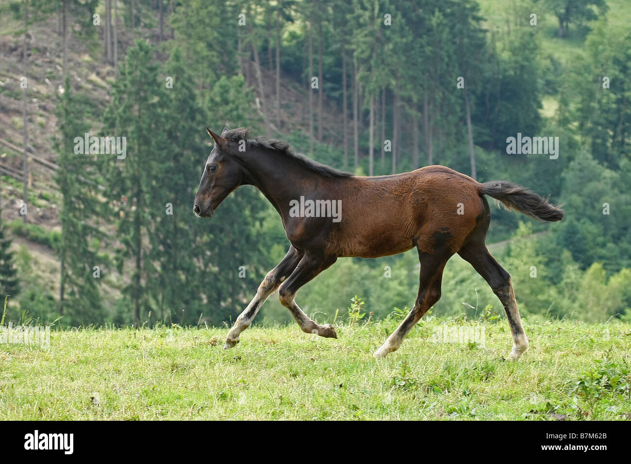 Rhenish warmblood foal Stock Photo - Alamy