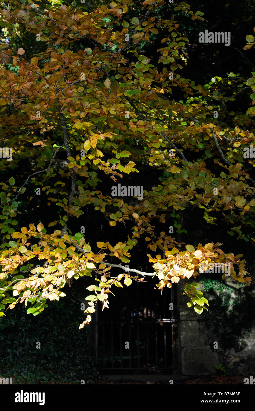 Beech tree leaves hi-res stock photography and images - Alamy
