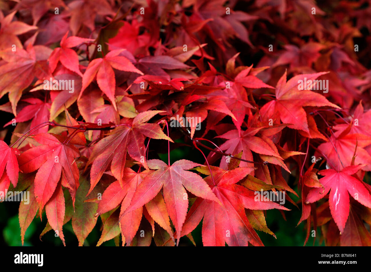 fiery red coloured acer palmatum tree autumn autumnal color colour fall ...