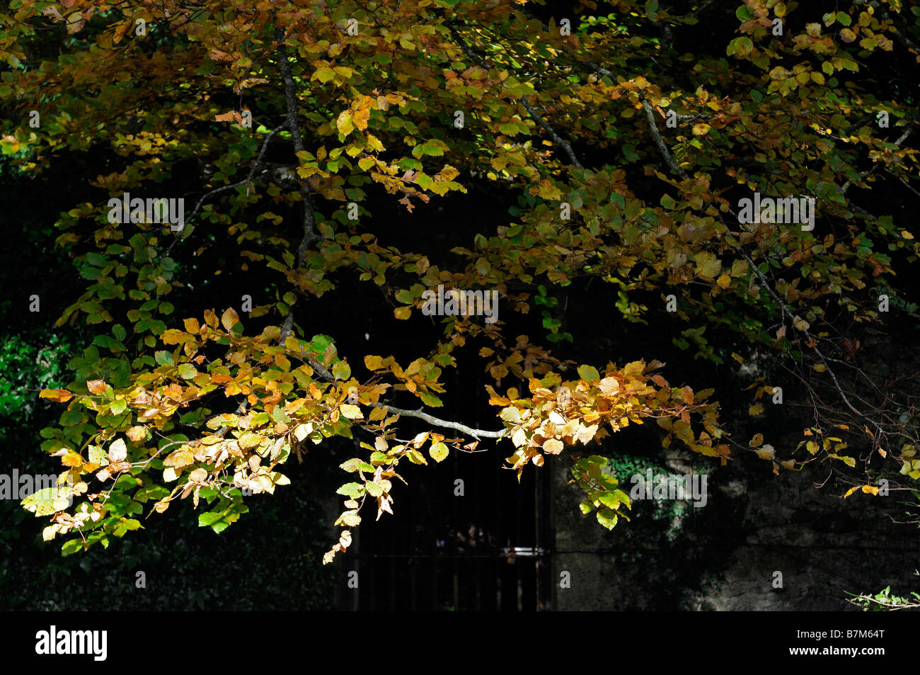 Beech tree leaves hi-res stock photography and images - Alamy