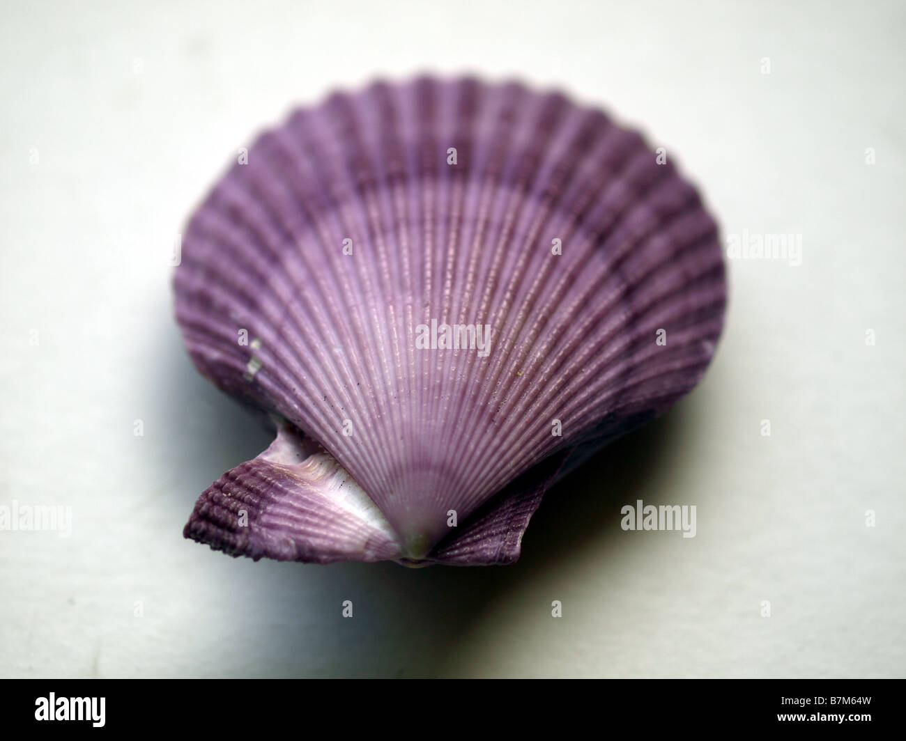 Convex shell hi-res stock photography and images - Alamy