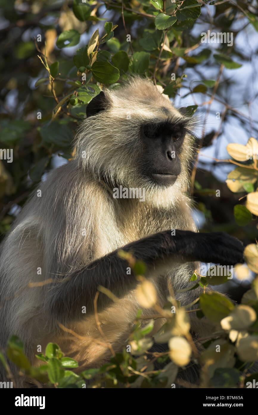 Common langur feeding up a tree Stock Photo - Alamy