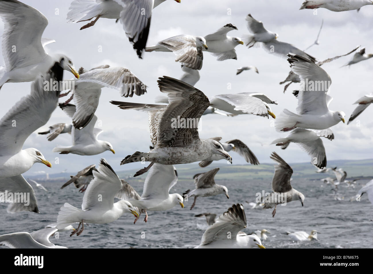 Flying gulls hi-res stock photography and images - Alamy