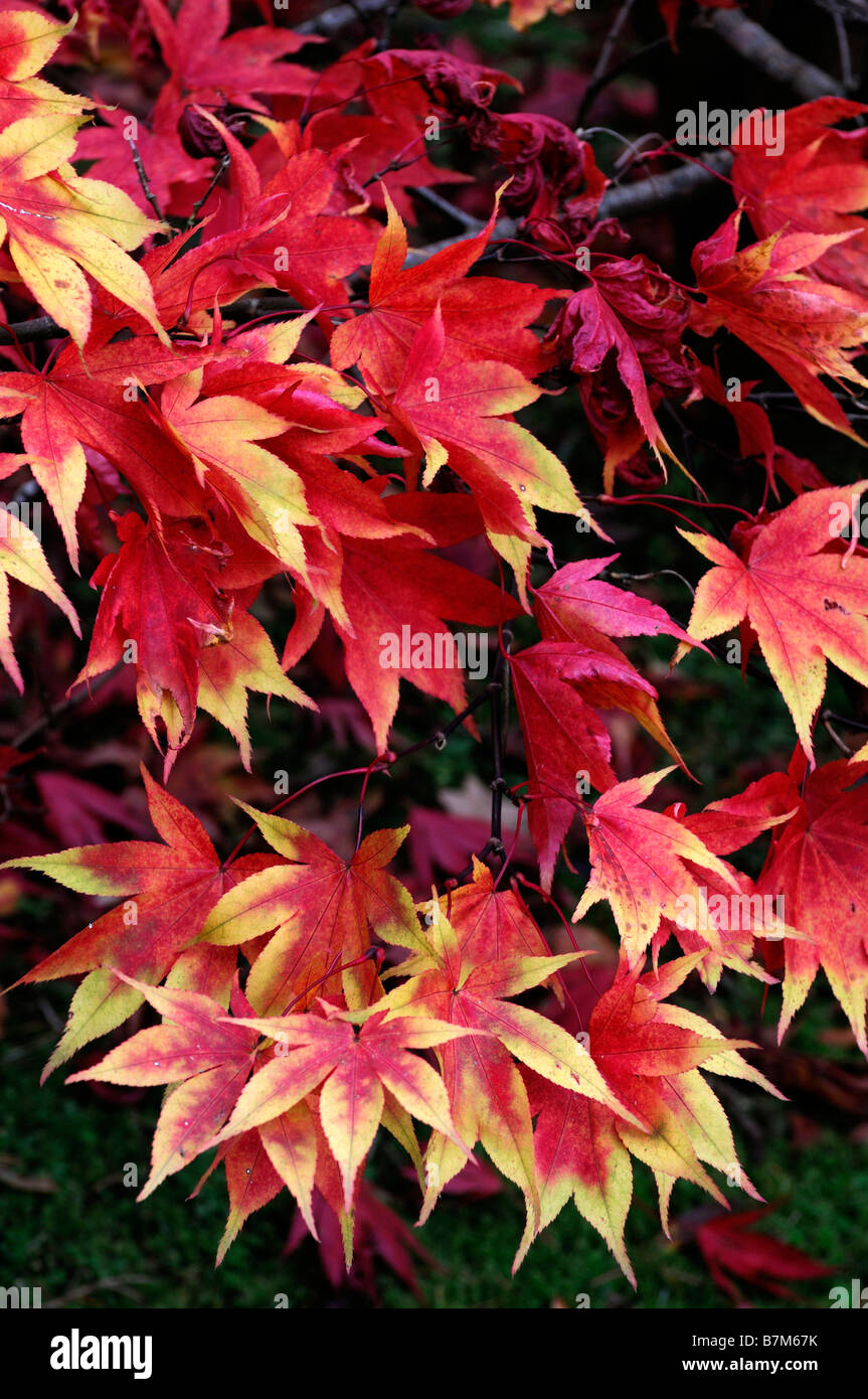 Orange yellow and fiery red coloured acer palmatum leaves leaf autumn ...