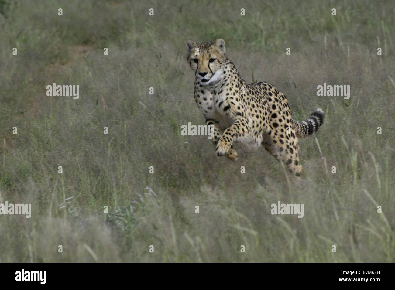 Leopards africa running hi-res stock photography and images - Alamy