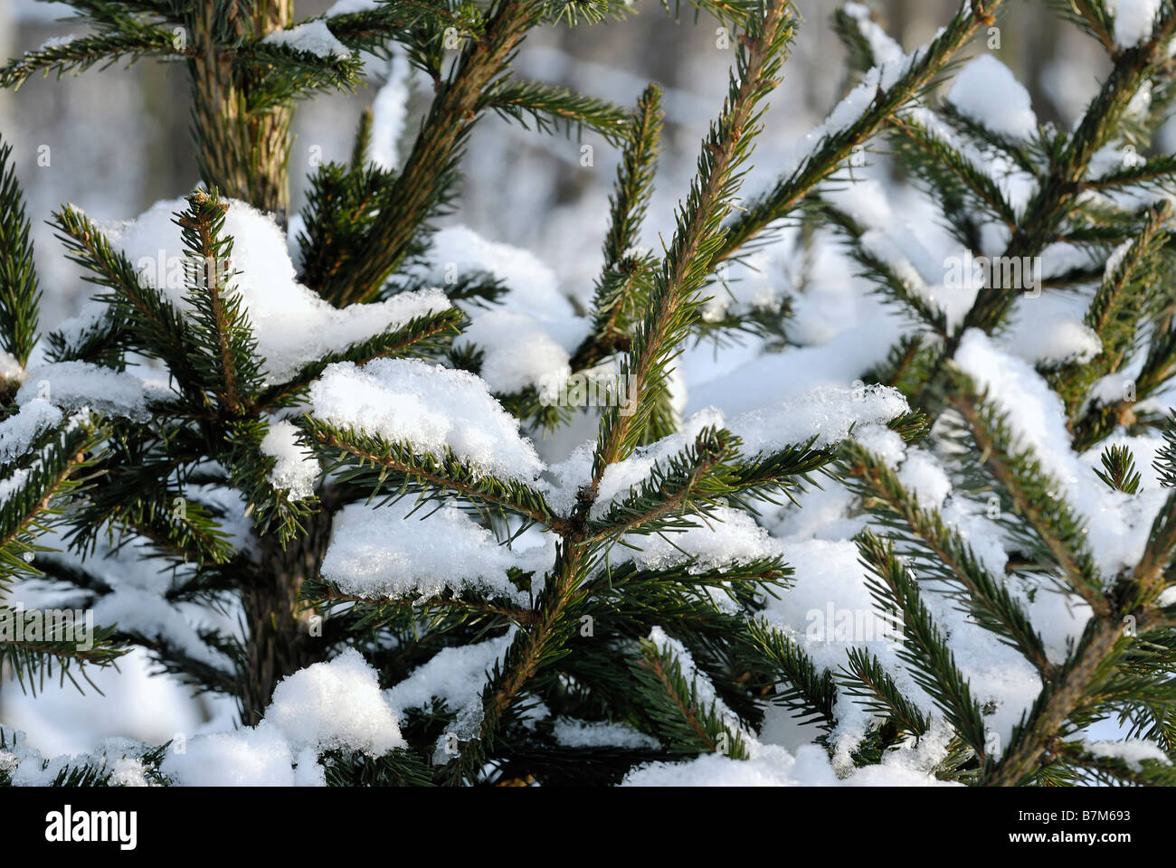 Branches of spruce with snow Stock Photo - Alamy