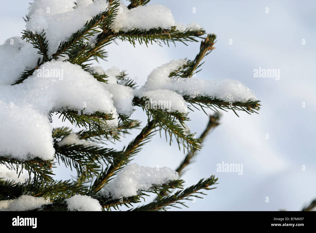Branches of spruce with snow Stock Photo - Alamy