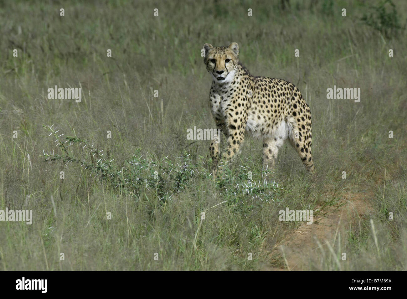 Chetah running hi-res stock photography and images - Alamy
