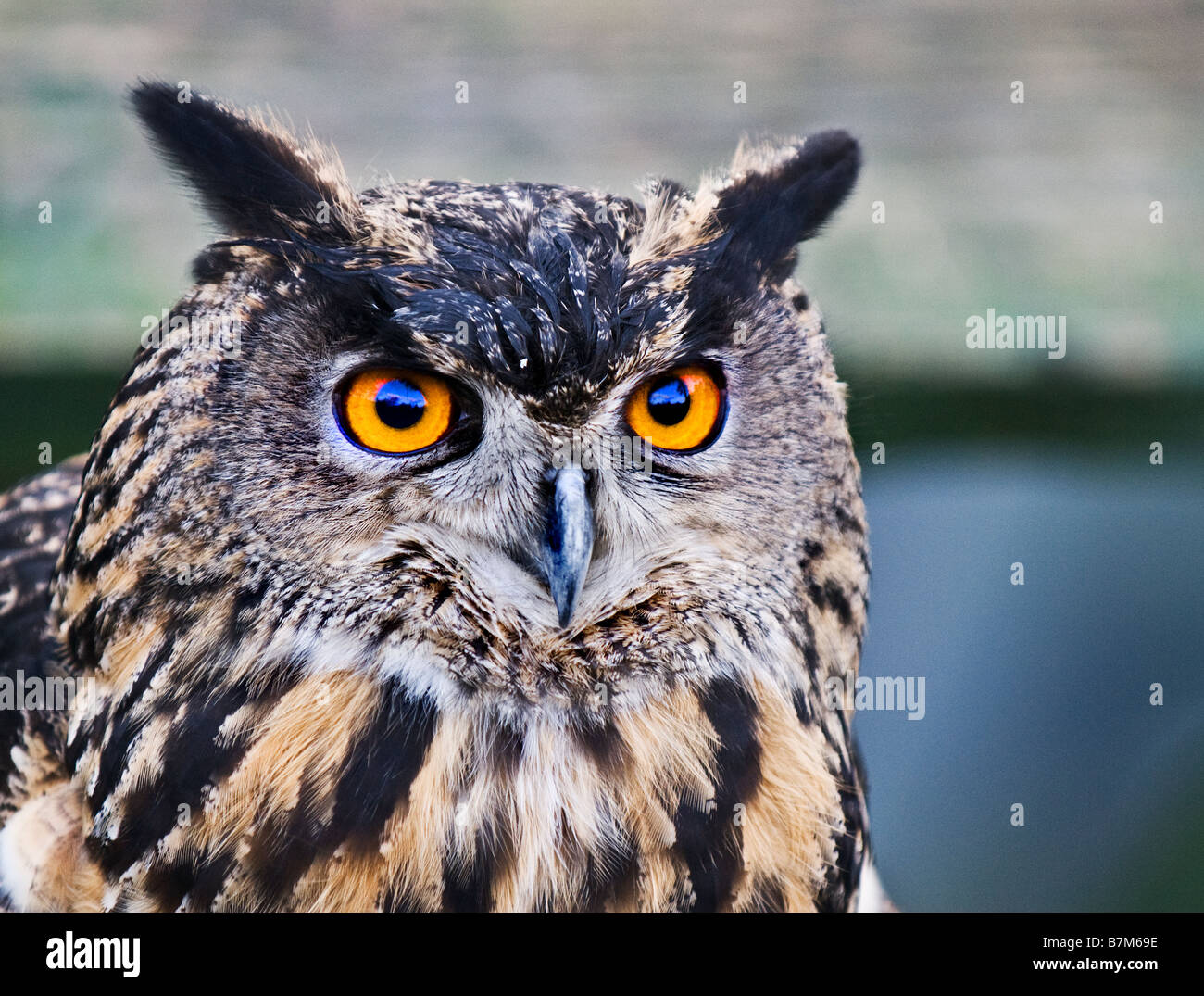 A male European Eagle Owl Stock Photo - Alamy