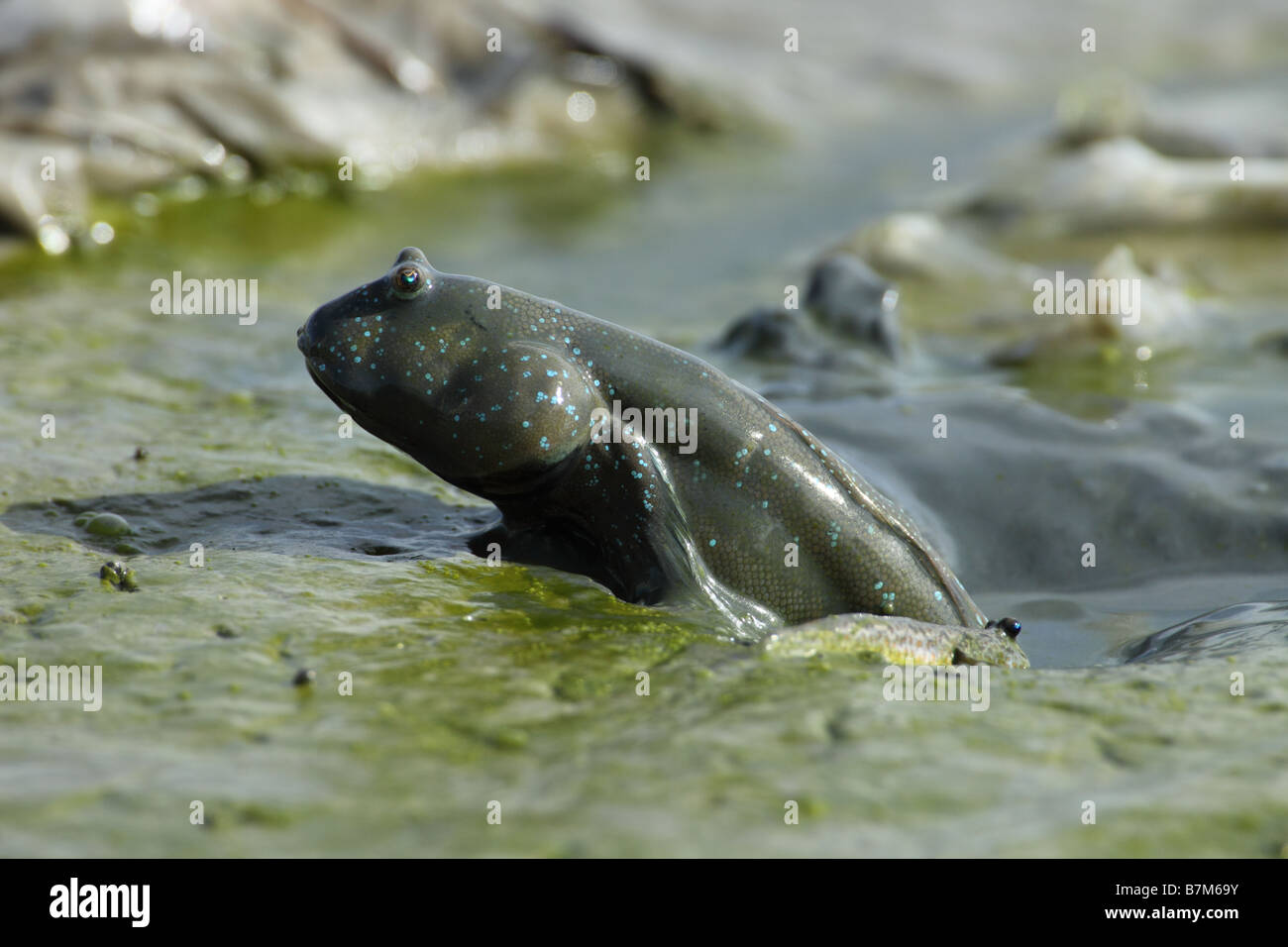 Mudskipper hi-res stock photography and images - Alamy