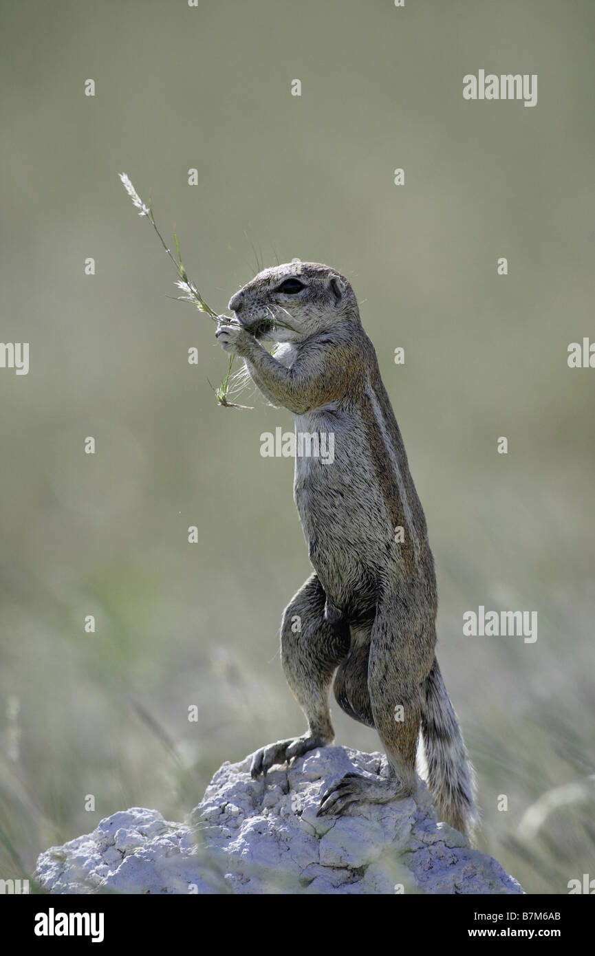 Gopher eating plant hi-res stock photography and images - Alamy