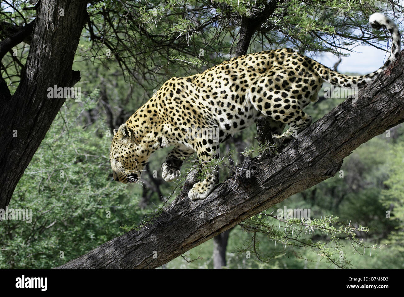 Action leopard climbing tree hi-res stock photography and images - Alamy