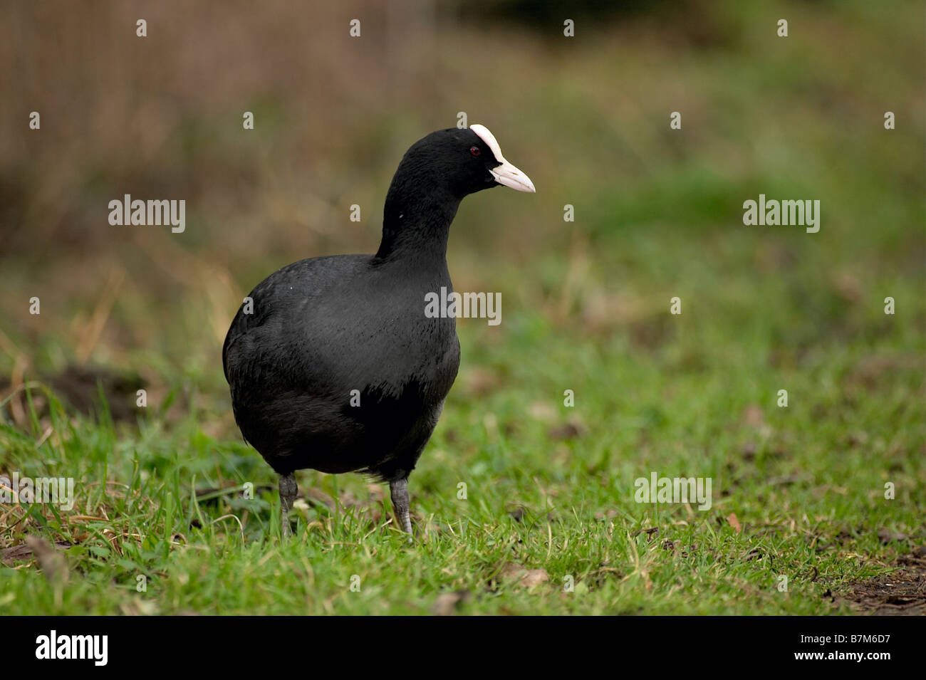 Black markings stands hi-res stock photography and images - Alamy