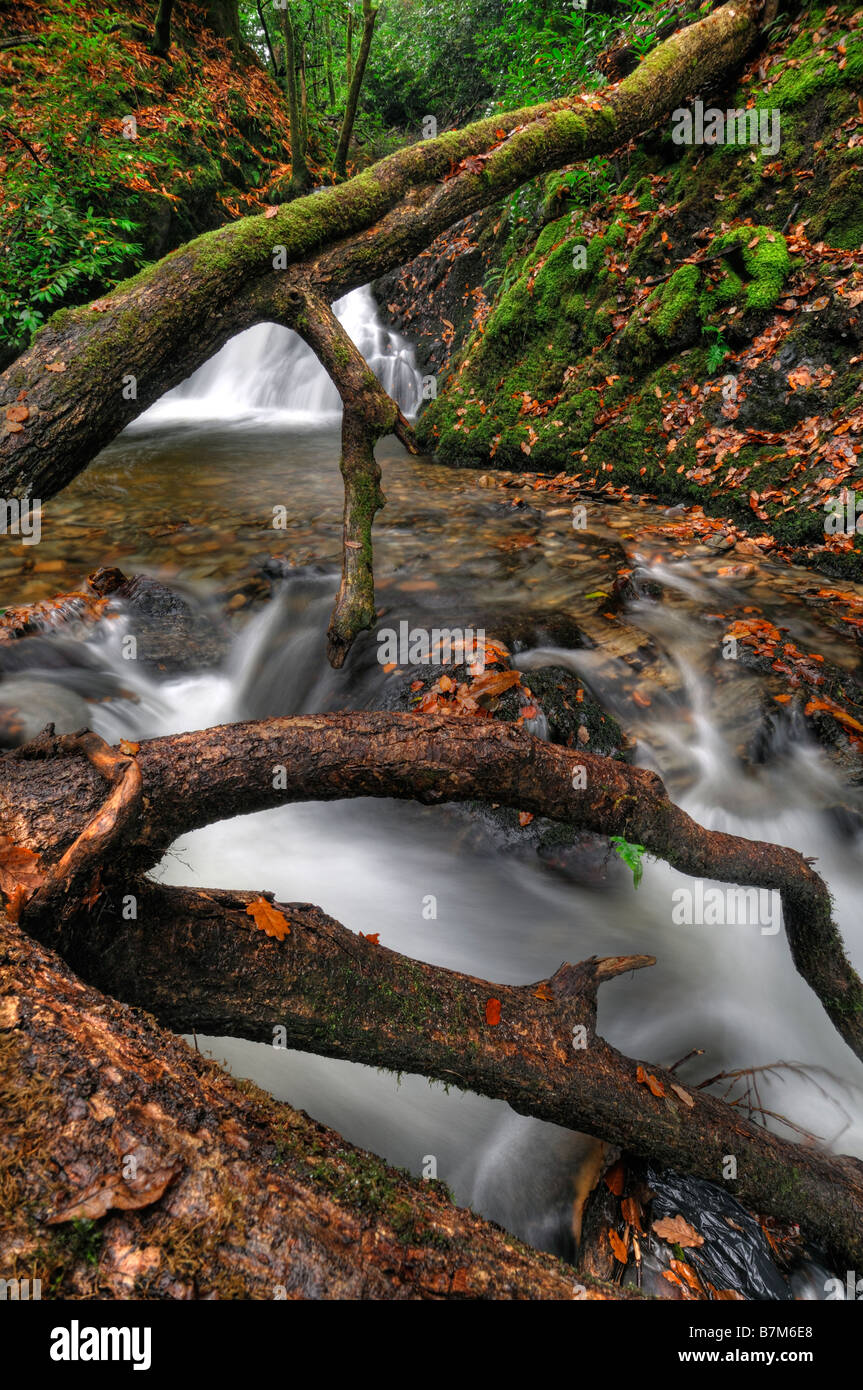 waterfall river stream fallen tree flow green undergrowth autumn ...