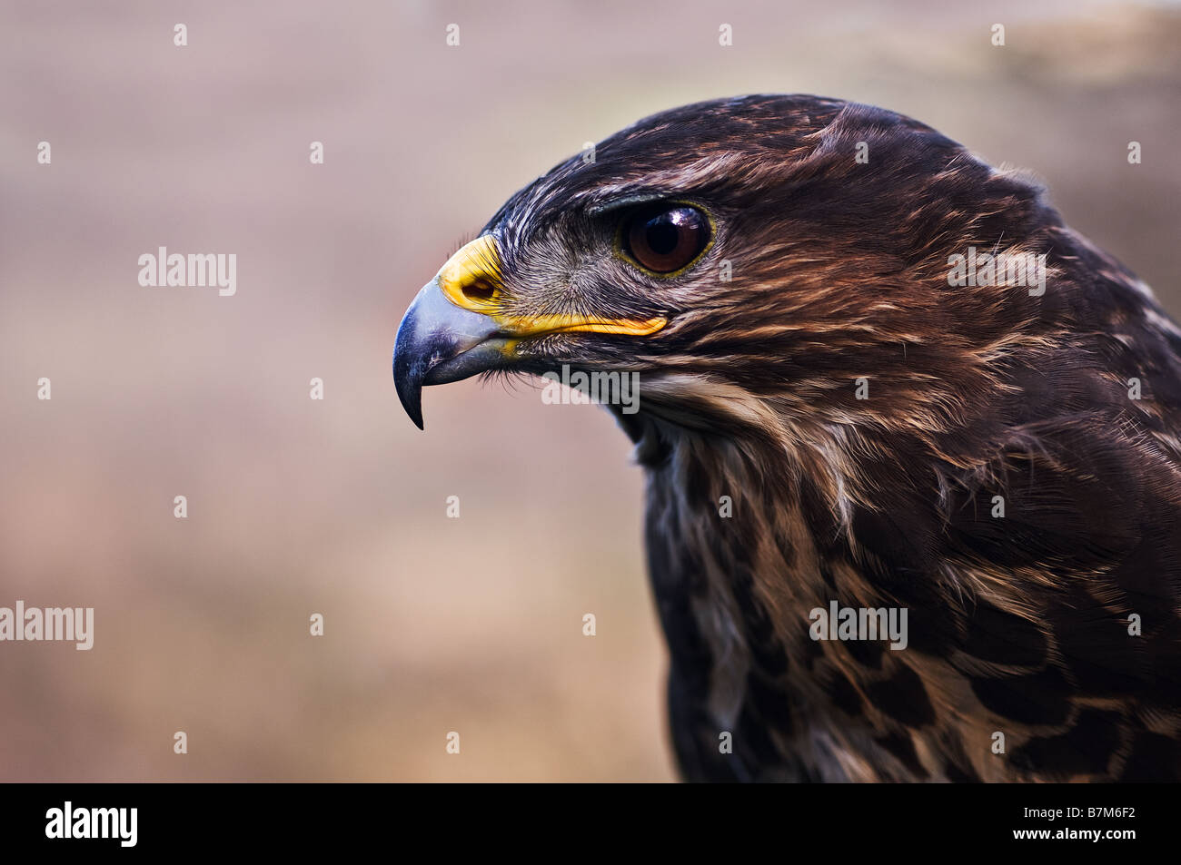 Buzzard beak hi-res stock photography and images - Alamy