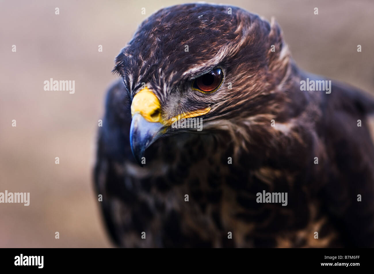 Male buzzard hi-res stock photography and images - Alamy