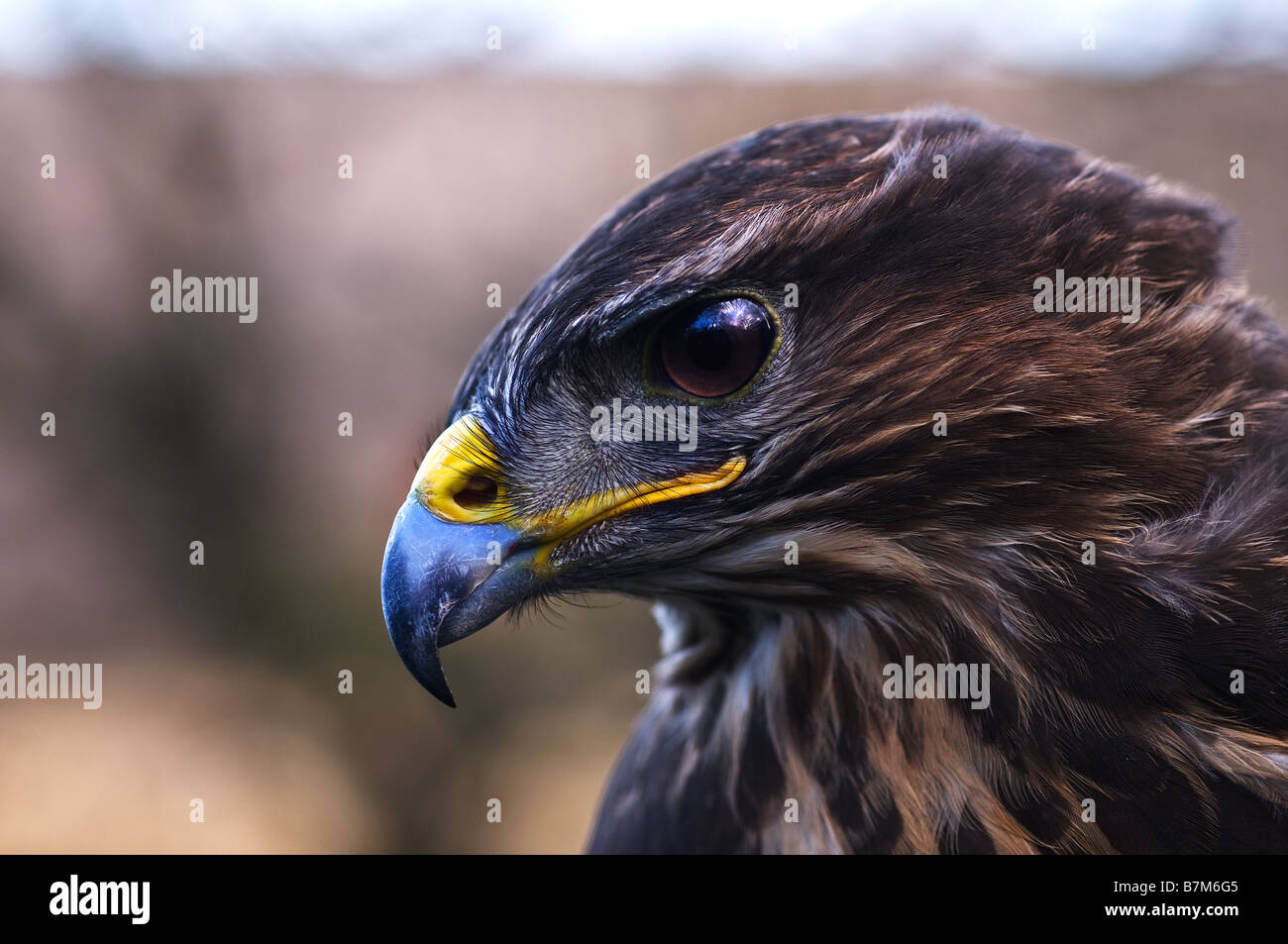 Buzzard beak hi-res stock photography and images - Alamy