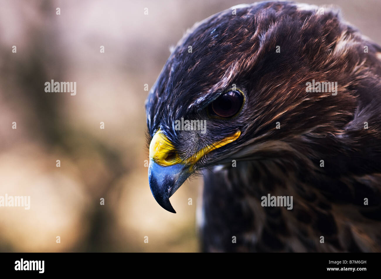 Buzzard beak hi-res stock photography and images - Alamy