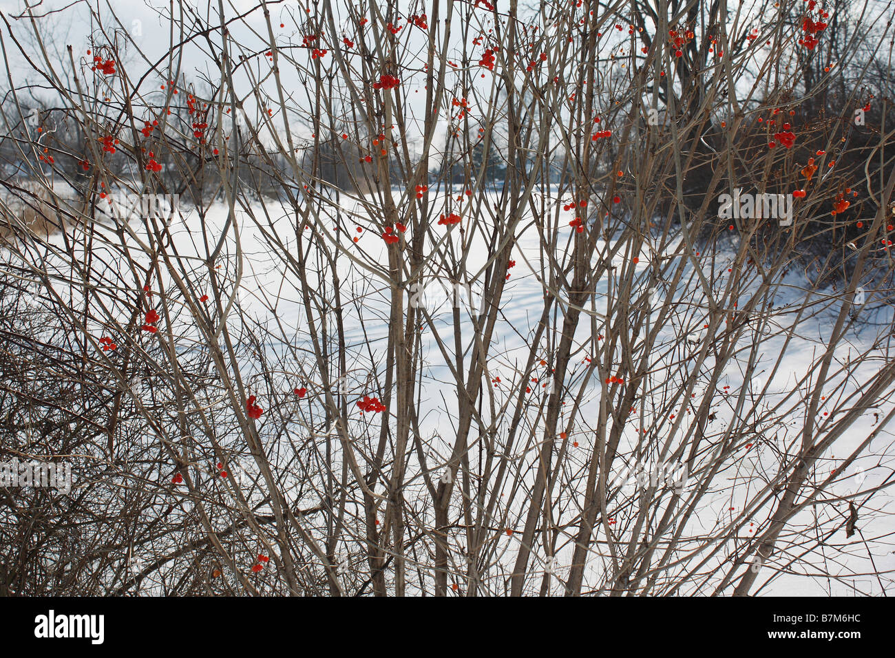 A frozen lake in the winter with branches of red Winterberry holly ...