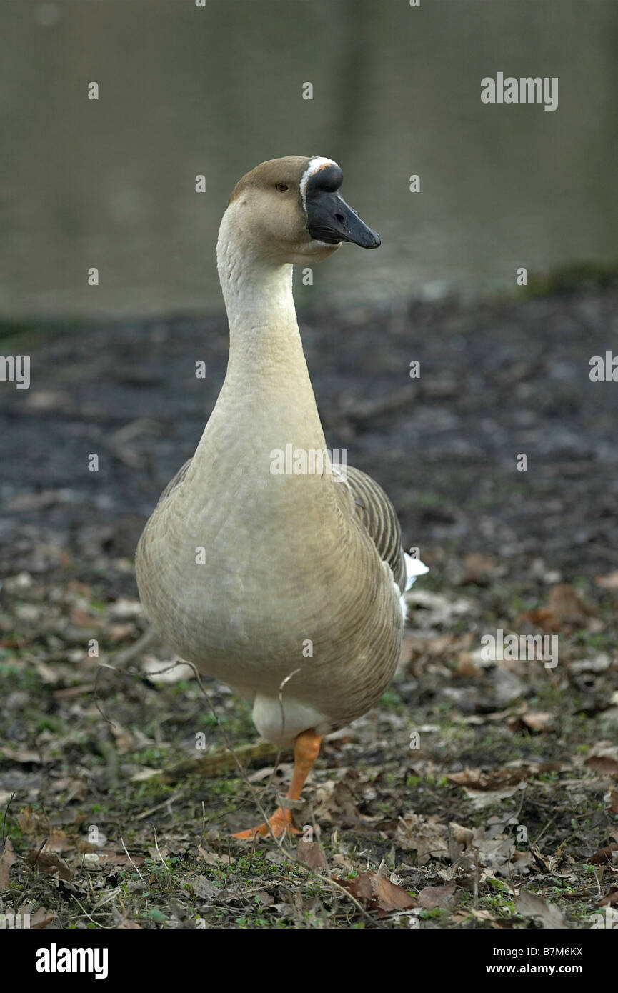Knob geese hi-res stock photography and images - Alamy