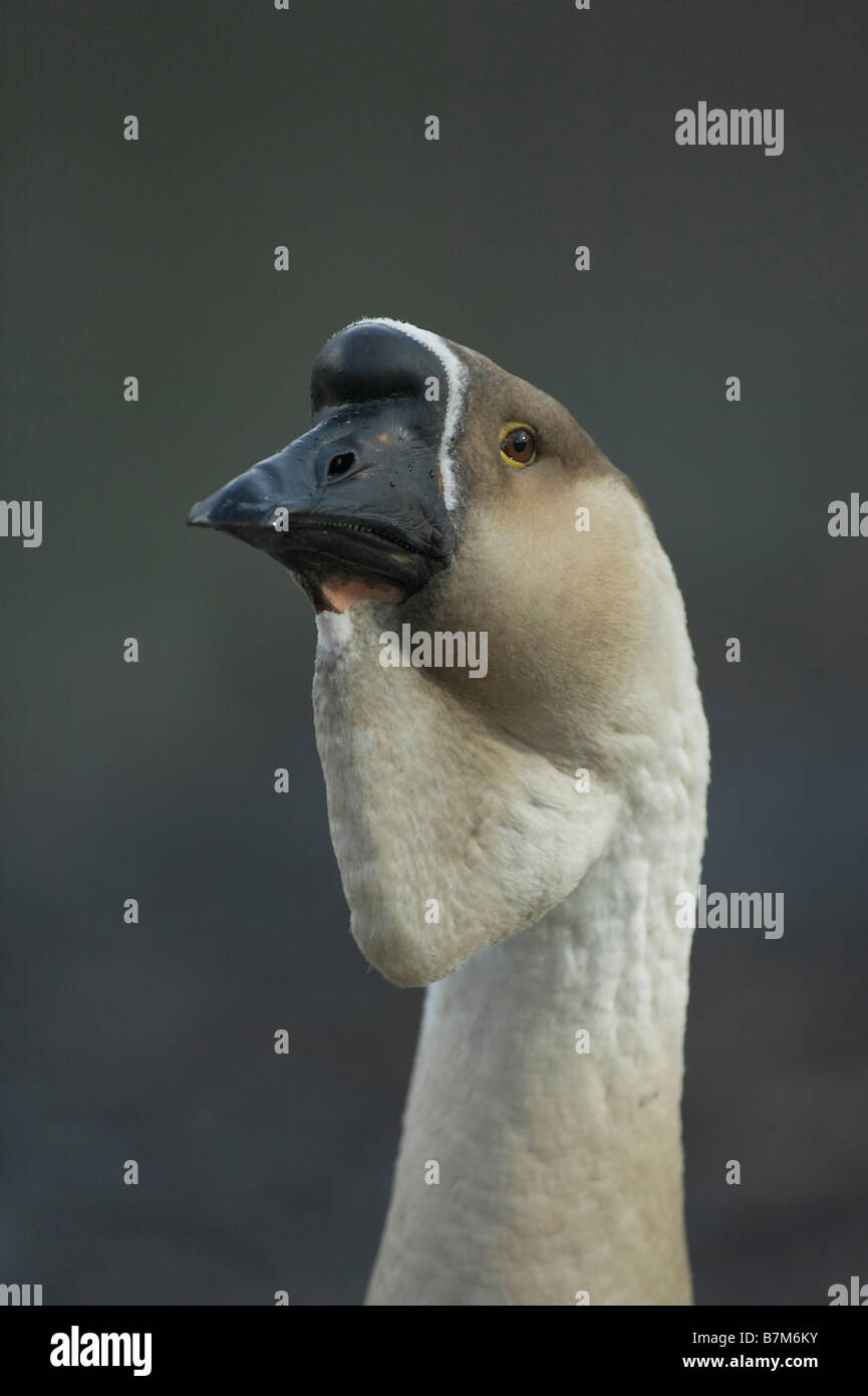 knob goose portrait Stock Photo - Alamy