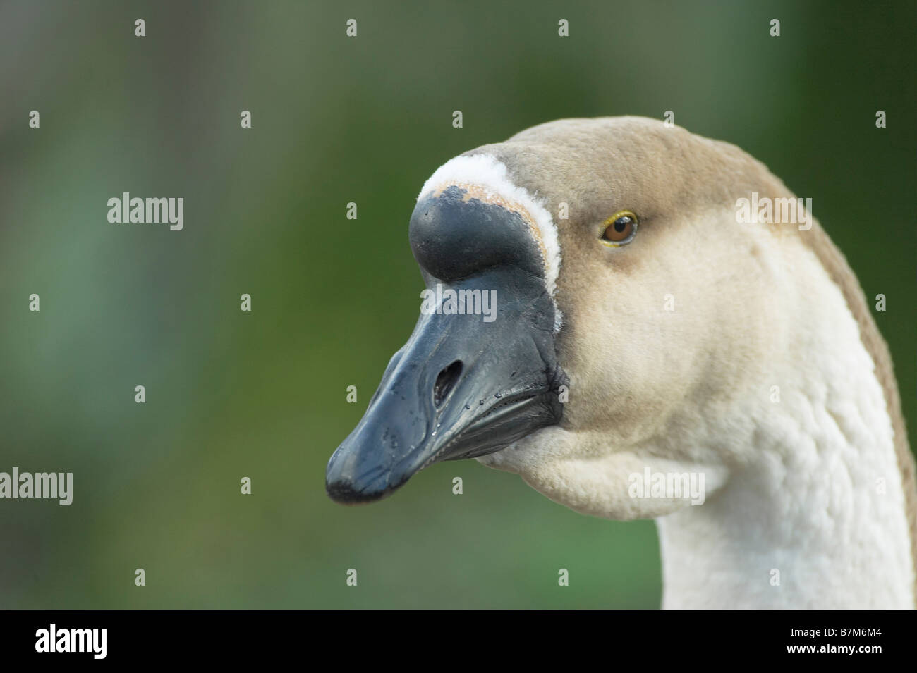 Knob geese hi-res stock photography and images - Alamy