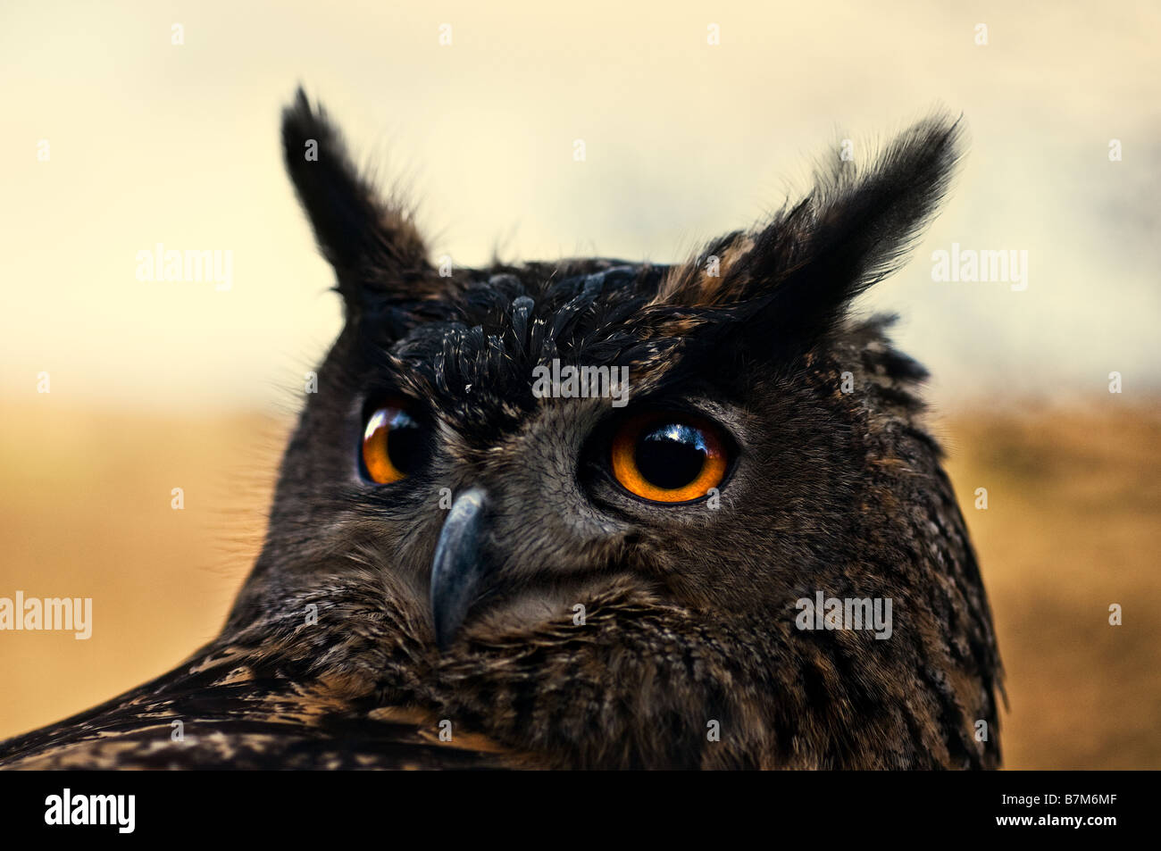 Male owl hi-res stock photography and images - Alamy