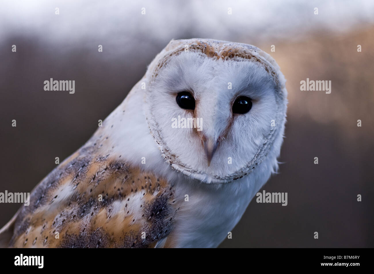 A Barn Owl Stock Photo - Alamy