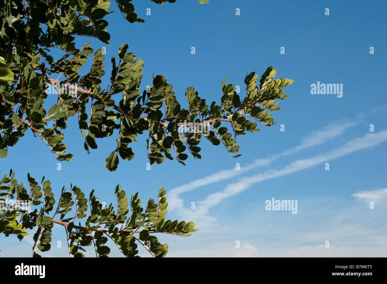 Branches from Carob tree with double contrail in sky Stock Photo - Alamy