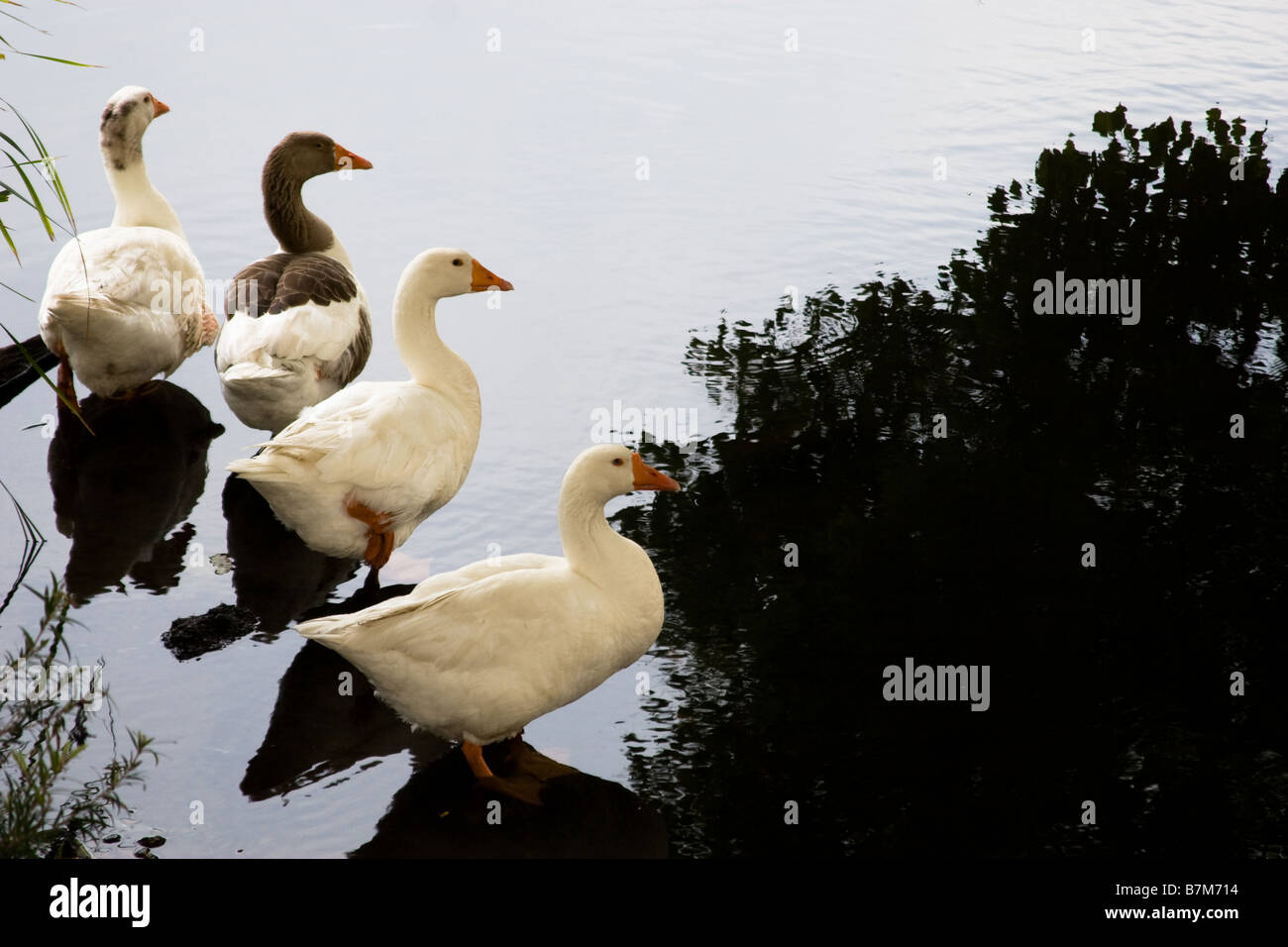 Four geese and a duck hi-res stock photography and images - Alamy