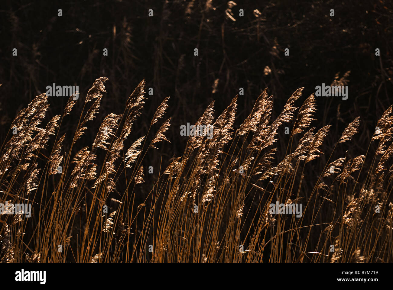 A stand of Common Reed Stock Photo - Alamy