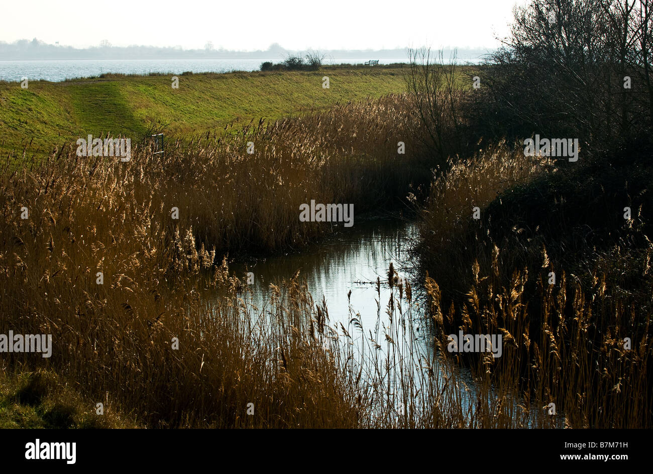 Phragmites australis estuary hi-res stock photography and images - Alamy
