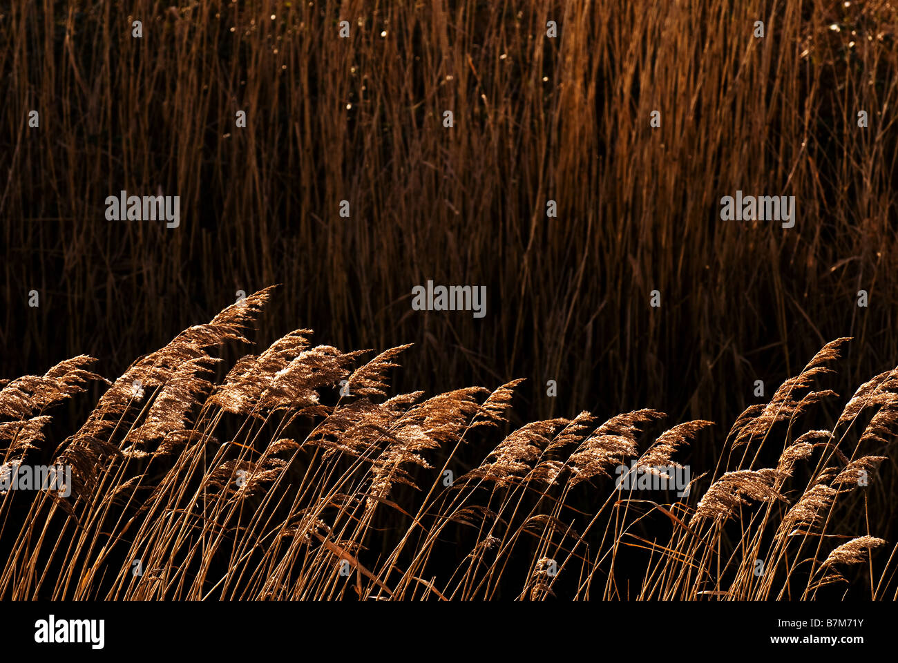 Gordon reed hi-res stock photography and images - Alamy