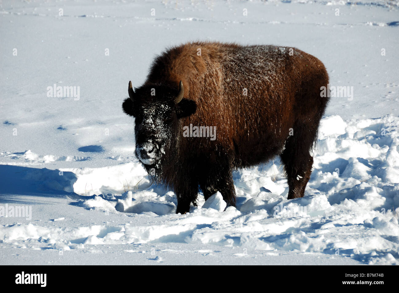 Yellowstone winter bison buffalo hi-res stock photography and images ...