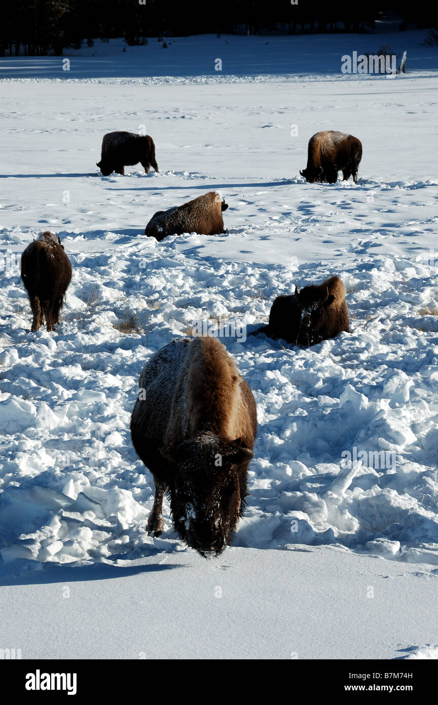 Bison snow hi-res stock photography and images - Alamy