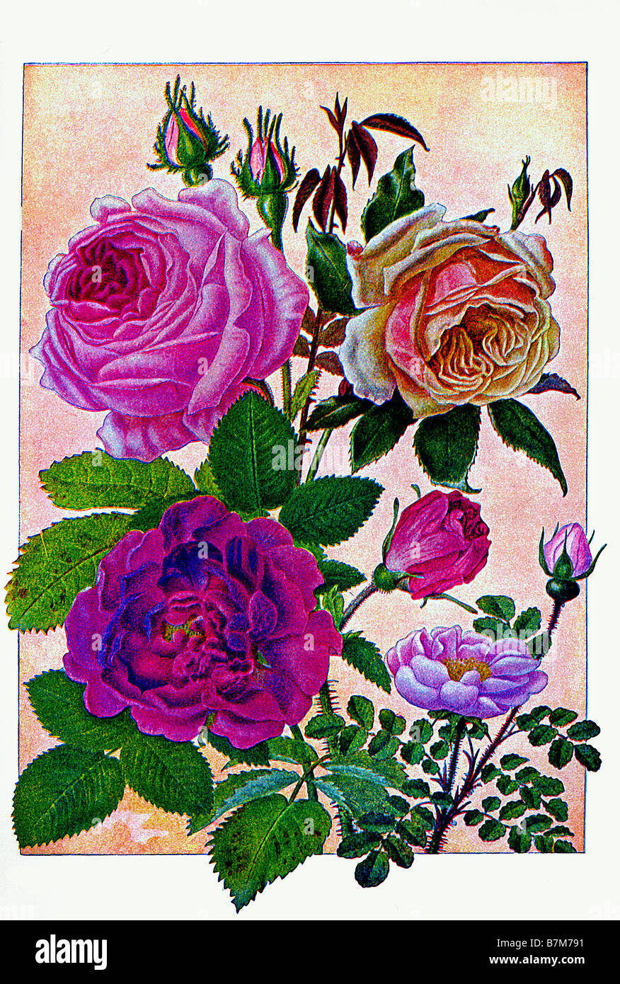 "illustration of roses Stock Photo - Alamy