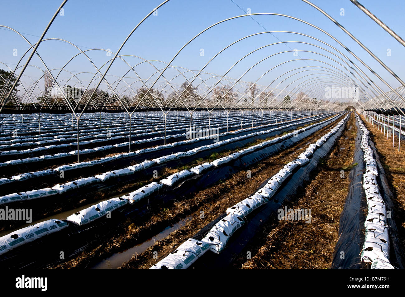 Poly farming hi-res stock photography and images - Alamy