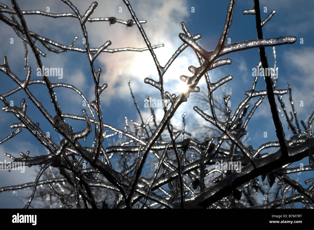 The limbs of a tree are coated with a half inch of ice following an ice ...